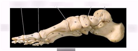 118 Bones Of The Lower Extremity Set 7 Diagram Quizlet