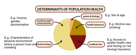 Module Social Determinants Of Health Flashcards Quizlet