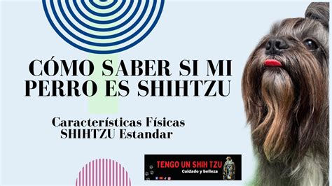 Cómo saber si el perro Shih Tzu es puro Beaglespain