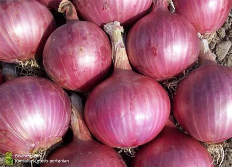 Cara Menanam Bawang Merah Di Rumah Maupun Sawah Lengkap
