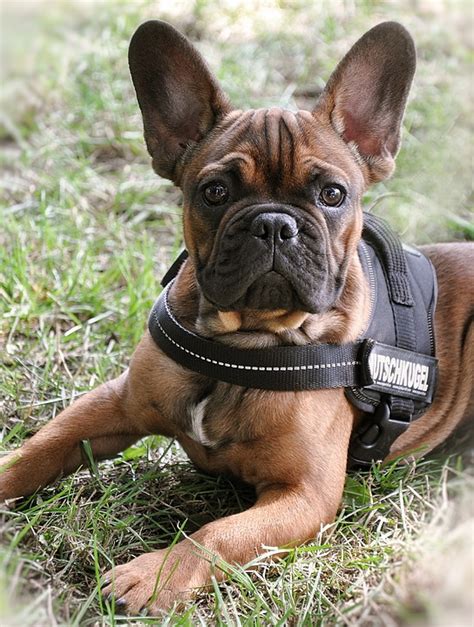法国斗牛犬 斗牛犬 家畜 Pixabay上的免费照片 Pixabay