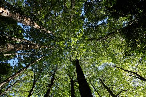 Captura de Carbono Forestal Revista Bitácora