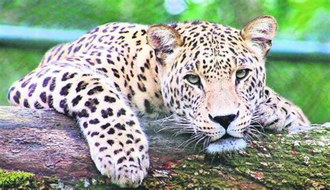 Imágenes de Jaguares Bonitas Cuida el Planeta y sus Animales