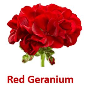 10 Red Flowers Names With Pictures Flower Names EngDic