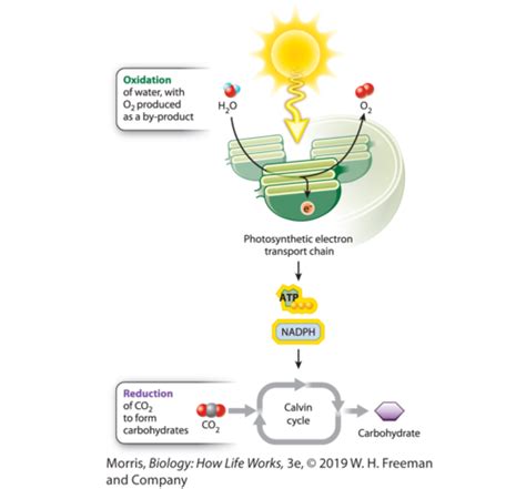 Photosynthesis Flow Chart Chapter