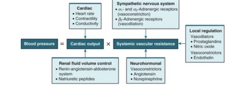 Hypertension Flashcards Quizlet