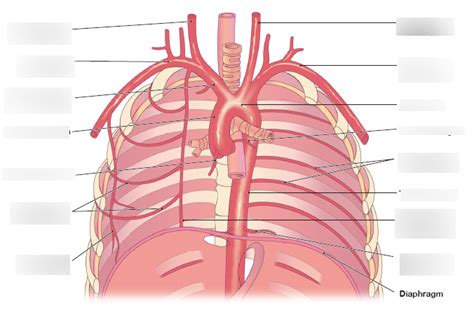 Arteries Of The Thorax Anterior Intercostal Arteries Are Shown On The