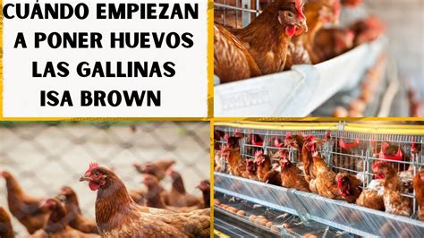 Cuándo empiezan a poner huevos las gallinas Isa Brown 2023 YouTube