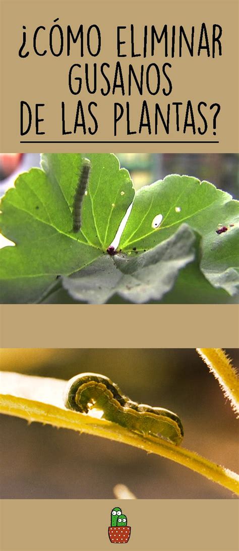 Cómo eliminar gusanos de las plantas Plagas en las plantas