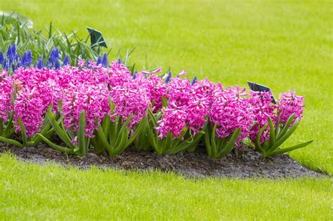 Spring Flowering Bulbs Thames Valley Landscapes