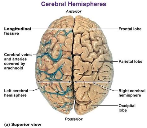 Pictures Of Cerebral HemispheresHealthiack