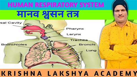 Respiratory System Shwasan Tantra Human Respiratory System Details