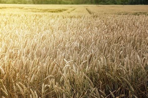 Weizen Landwirtschaft Feld Kostenloses Foto Auf Pixabay Pixabay