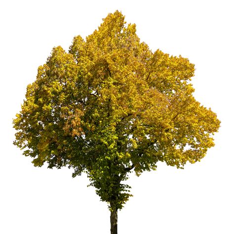 Árbol en Otoño PNG transparente StickPNG