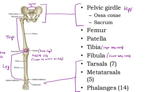 Bones And Joints Of The Pelvic Girdle And Lower Limb Diagram Quizlet