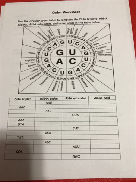 Reading A Codon Chart Worksheet