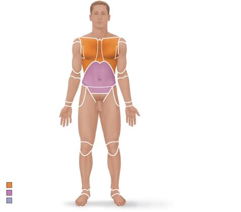 Anterior View Of The Anatomical Position And Regional Terms Diagram
