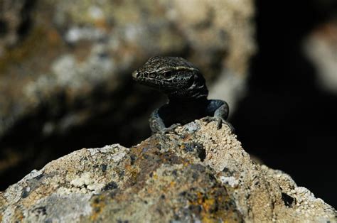 10 animales en peligro de extinción en España Fundación Aquae