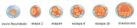 Características de los seres vivos Crecimiento y desarrollo