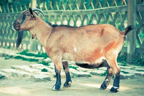 Panduan Ternak Kambing Sukses Peluang Usaha Cara Budidaya Hingga