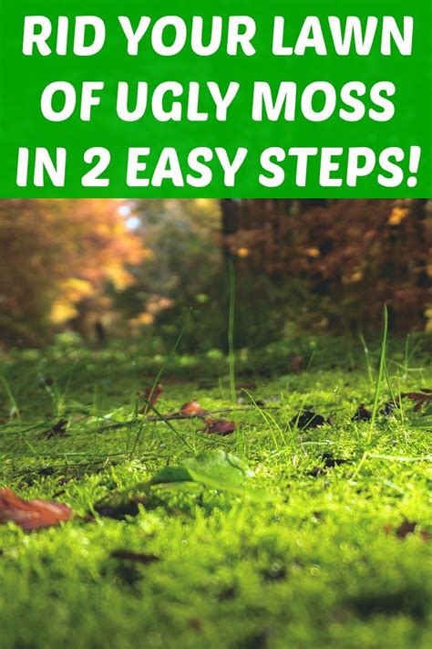 How To Get Rid Of Moss In The Lawn Naturally Scrappy Geek Artofit