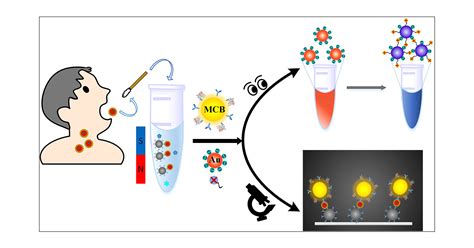 Multifunctional Cellular Beacons With In Situ Synthesized Quantum Dots