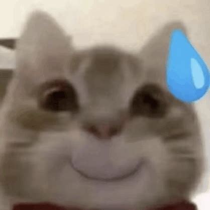 Cat Smile Sweaty Meme Cat Smile Sweaty Discover Share Gifs