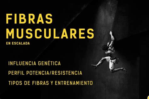 Como Saber Qu Tipo De Fibras Musculares Tengo Tipos Y Determinaci N