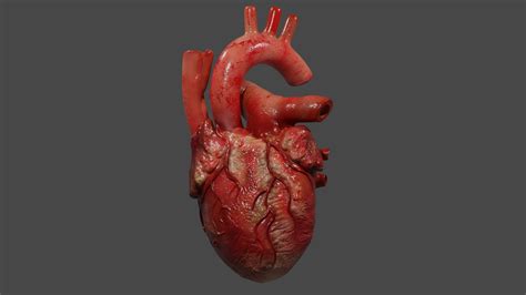 Coeur humain 3d anatomique modèle 3D 20 blend Free3D