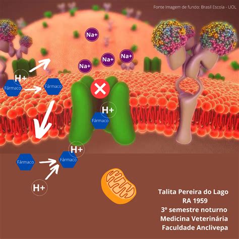 Anestésicos Locais Mecanismo De Ação BRAINCP