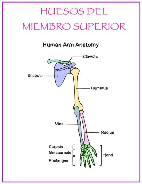 Huesos Del Miembro Superior Tiroxina Med Udocz The Best Porn Website