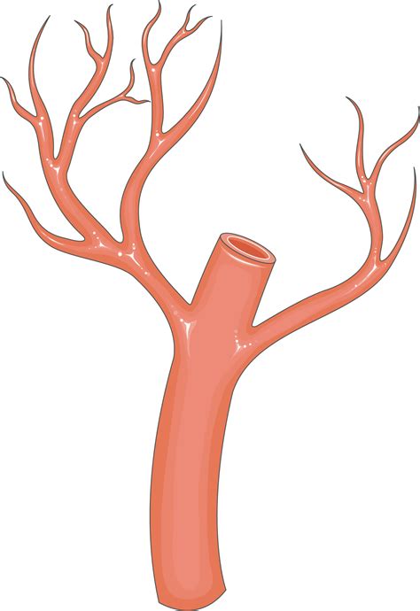 Arteries Diagram Arm Thumb Vein Shoulder Human Anatomy Png Clipart