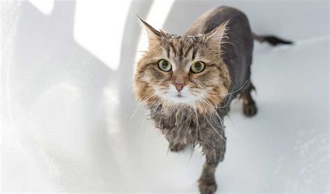 Por qué los gatos odian el agua Catit