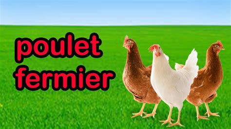 Comment Lever Des Bon Poulets Fermier Youtube