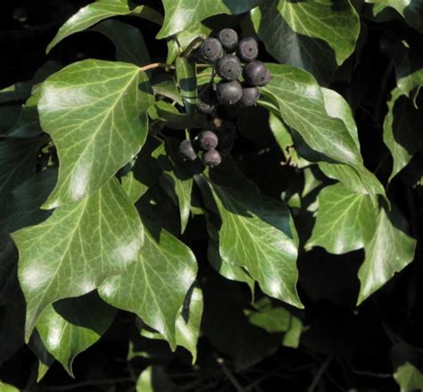 Gemeiner Efeu Frucht Schwarz Blau Hedera Helix Galerie Album Bilder Fotos