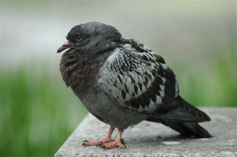 Dove Fågel Djur Gratis foto på Pixabay Pixabay