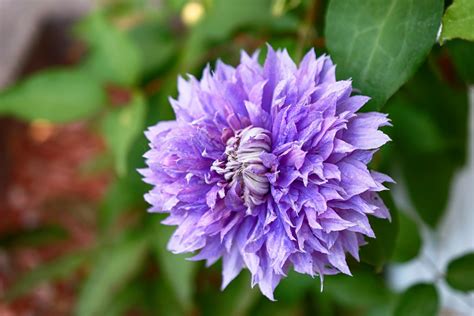Diamonds are forever Les diamants sont éternels Clematis Flickr