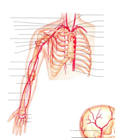 Label Arteries Upper Limb And Thorax Diagram Quizlet