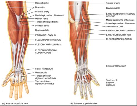 Actions Of Forearm Muscles Diagram Quizlet