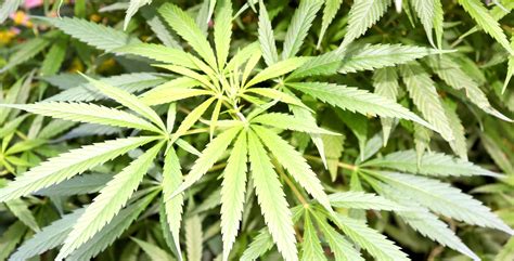Día Internacional de la Marihuana conocé su origen y por qué se