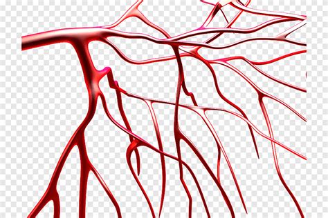Red Human Vein Art Blood Vessel Platelet Blood Vessels Text Medical