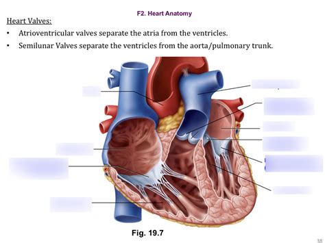Heart Valves Diagram Quizlet