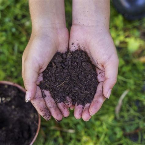 MEJOR ABONO para Plantas DESCUBRE Cómo