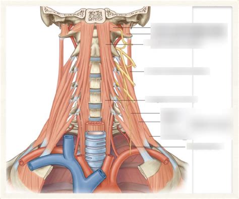 Diagram Of Prevertebral Muscles Quizlet