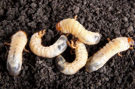 Cómo eliminar los gusanos y orugas que afectan a las plantas