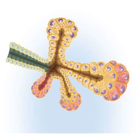 Salivary Gland Diagram Quizlet