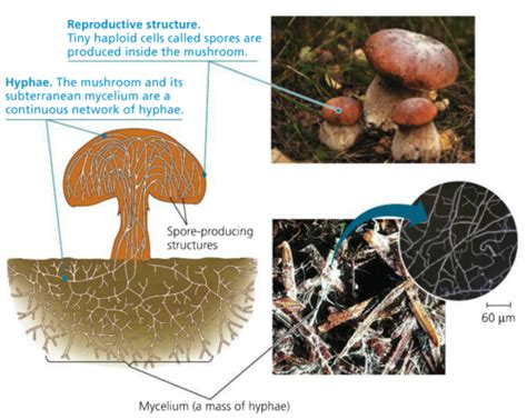 Ch Fungi Flashcards Quizlet