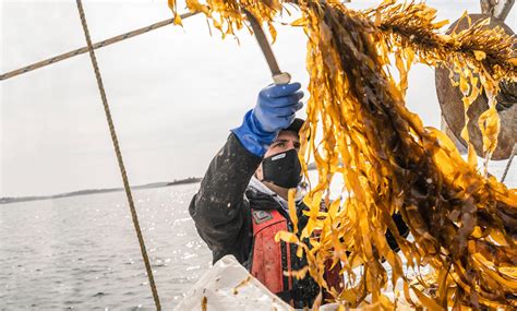 Exploring The Benefits Of Kelp Farming In Maine Magazine Articles Wwf