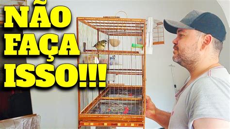 Coisas Que Voc Nunca Deve Fazer Um Coleiro Arisco Youtube