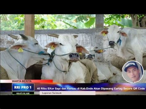40 Ribu EKor Sapi Dan Kerbau Di Kab Ende Akan Dipasang Eartag Secure QR